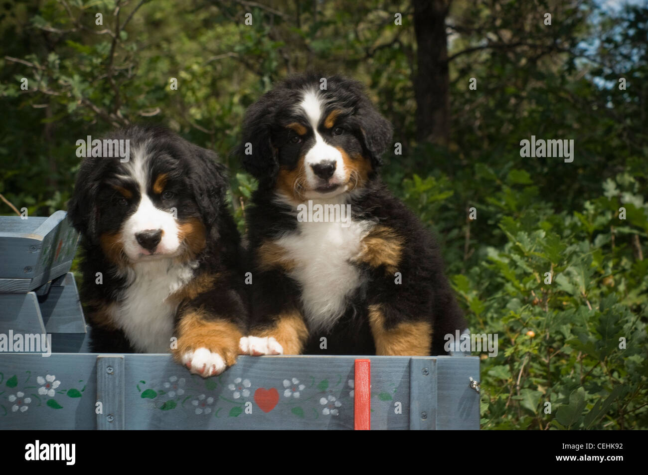 Bernese Mountain Dogs-two puppies in cart Stock Photo - Alamy
