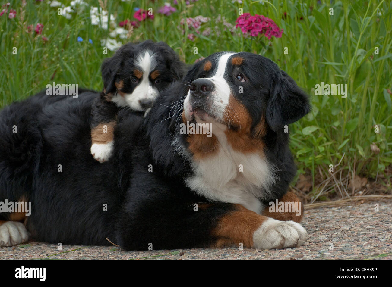 Bernese Mountain Dog with puppy over its back Stock Photo - Alamy