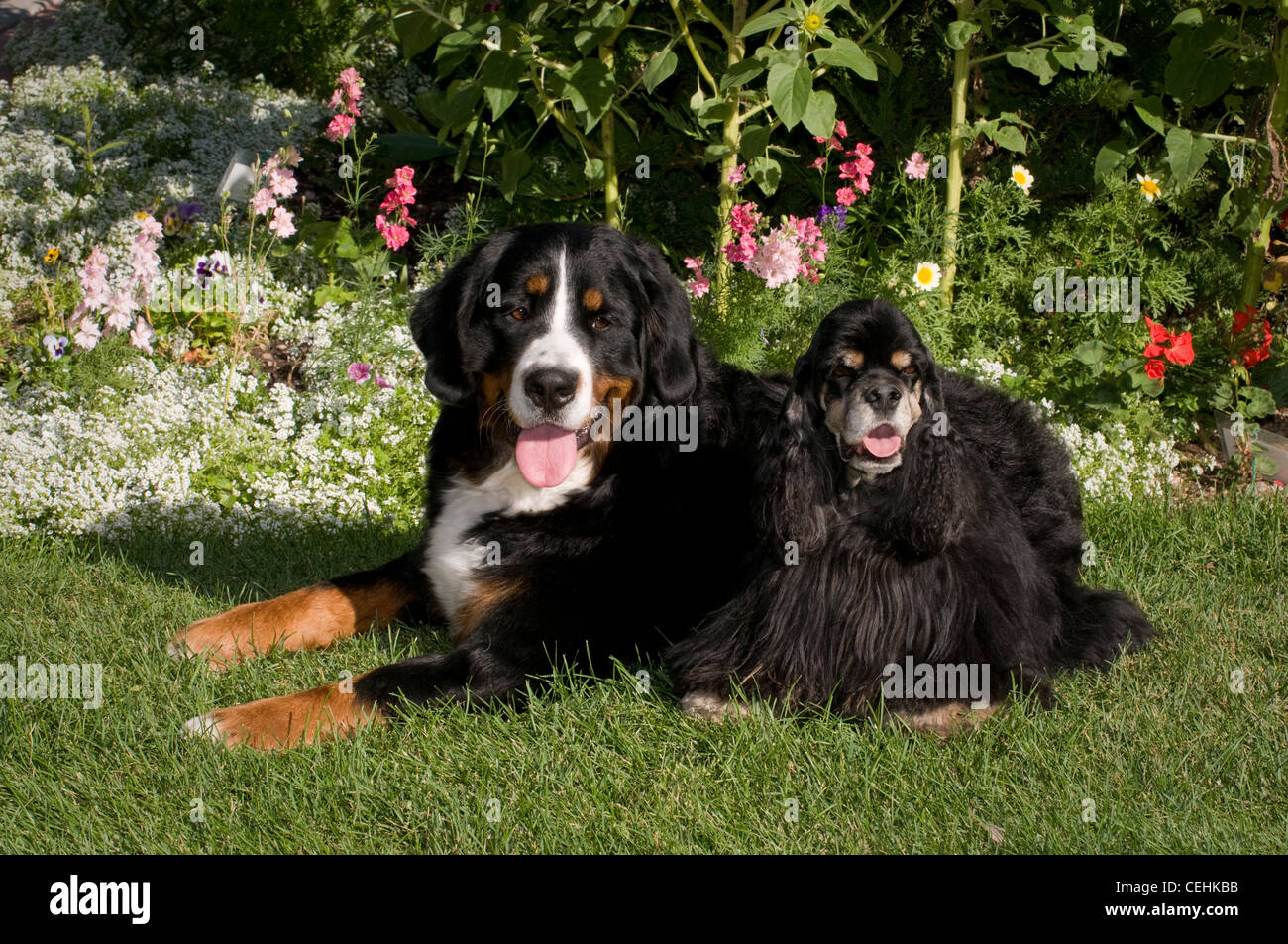 Bernese mountain dog lying down hi-res stock photography and images - Alamy