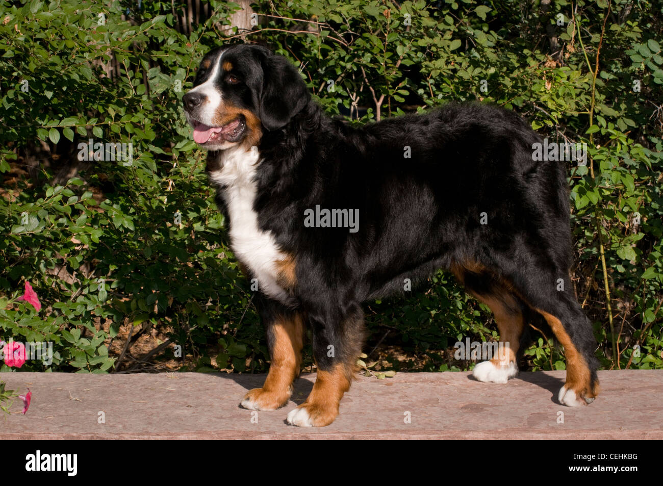 Bernese Mountain Dog standing on wall Stock Photo - Alamy