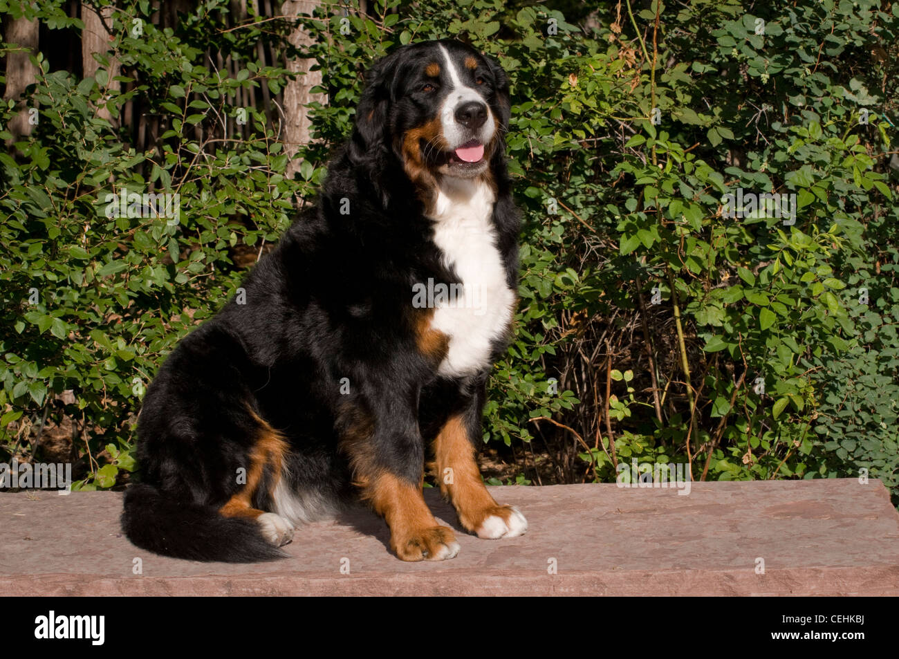 Bernese Mountain Dog sitting on wall Stock Photo - Alamy