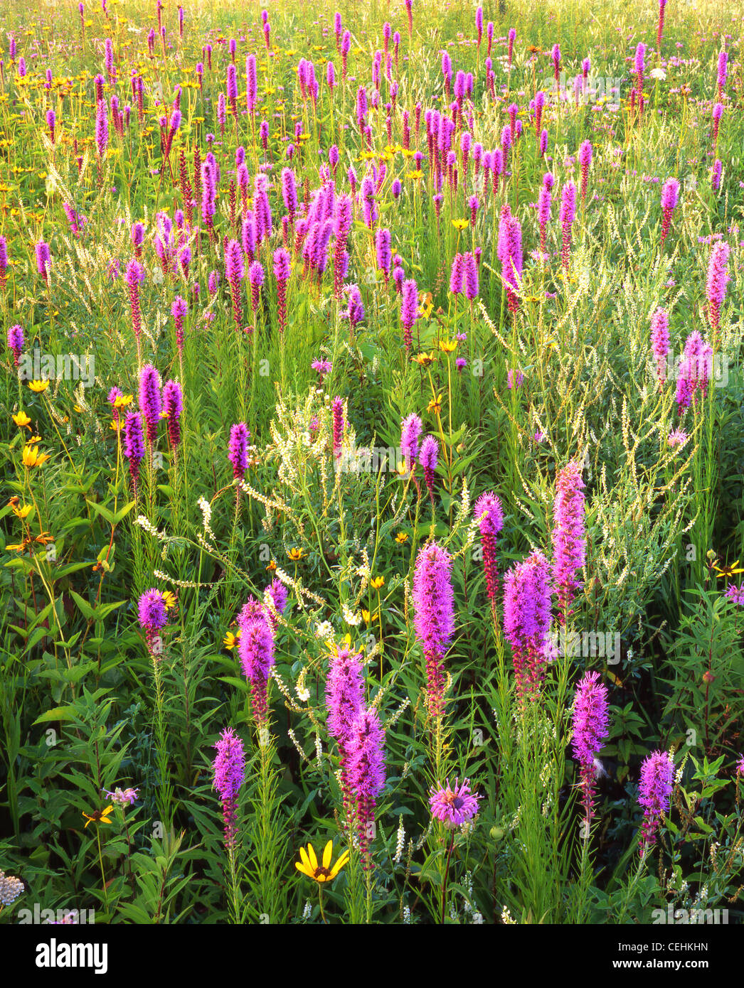 Sunrise on wildflowers in prairie in Chain-o-Lakes State Park near ...
