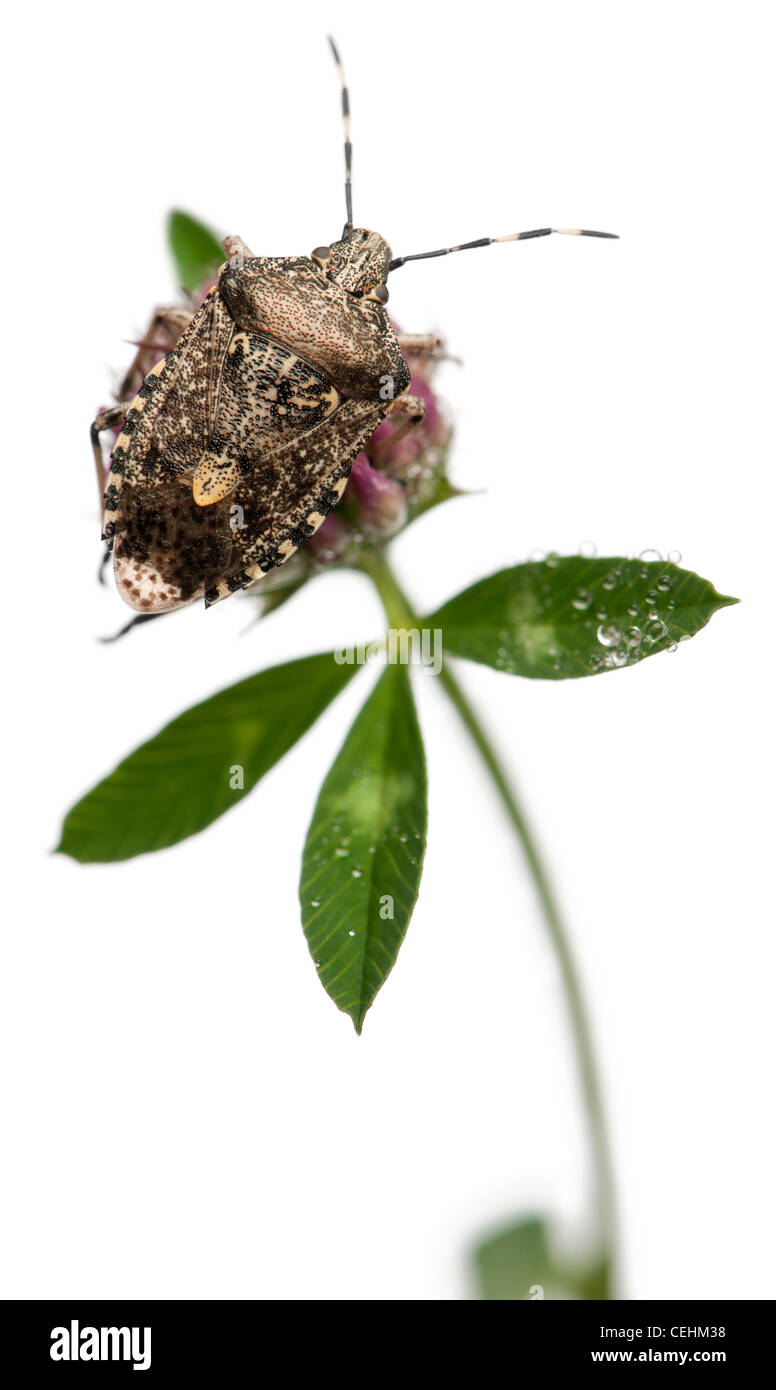 European stink bug, Rhaphigaster nebulosa, on flower against white ...