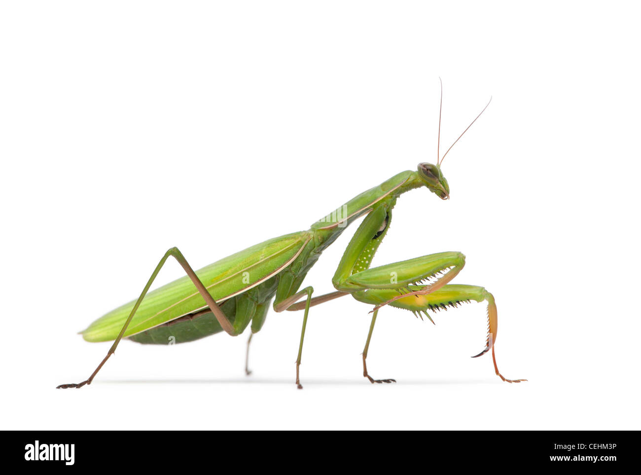 Female European Mantis or Praying Mantis, Mantis religiosa, in front of ...