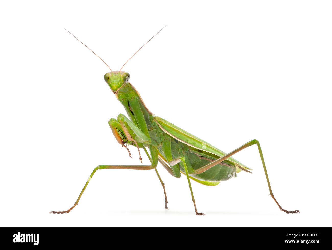 Female European Mantis or Praying Mantis, Mantis religiosa, in front of ...