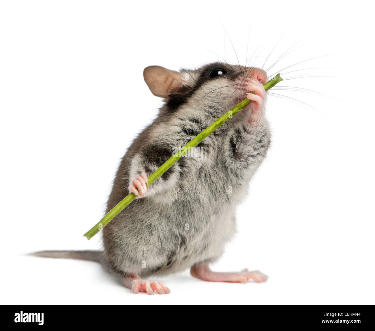 Inside view plant in Cut Out Stock Images & Pictures - Alamy