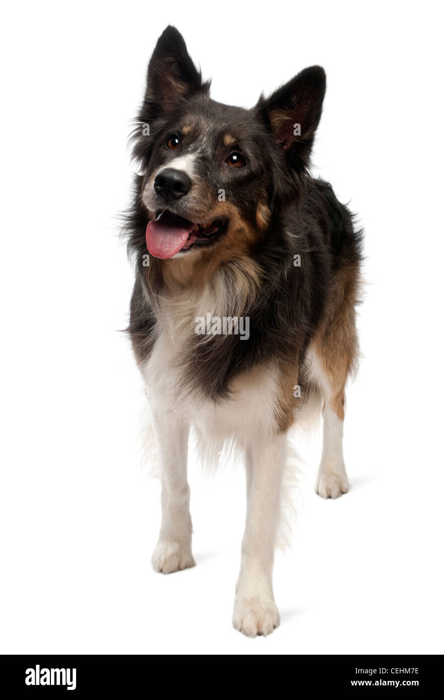 Border collie standing in front of white background Stock Photo - Alamy