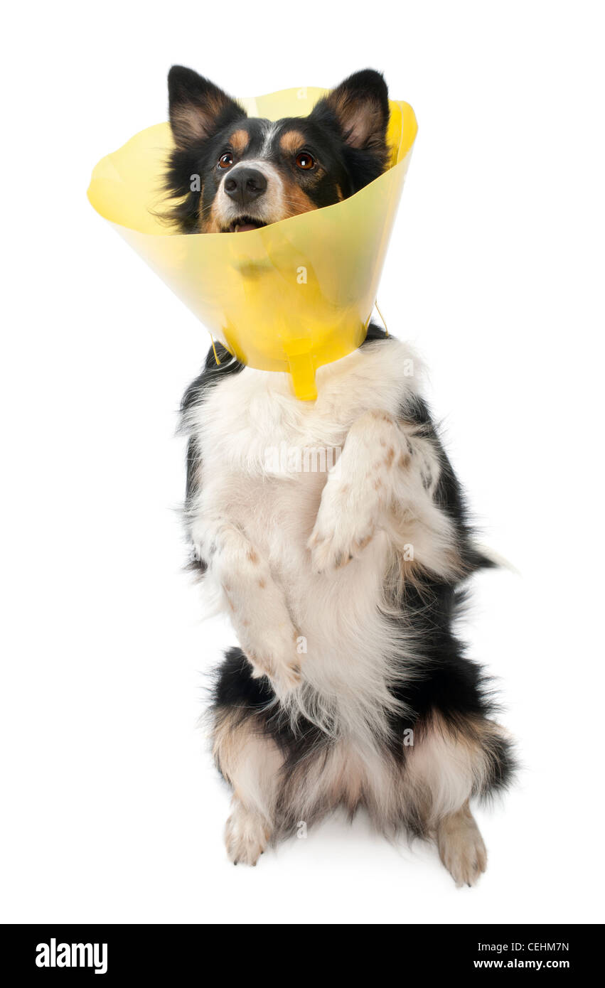 Border collie wearing a space collar against white background Stock ...