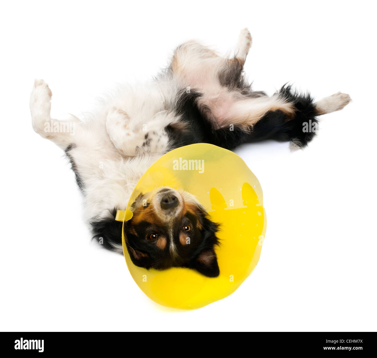 Border collie lying on back wearing a space collar against white ...