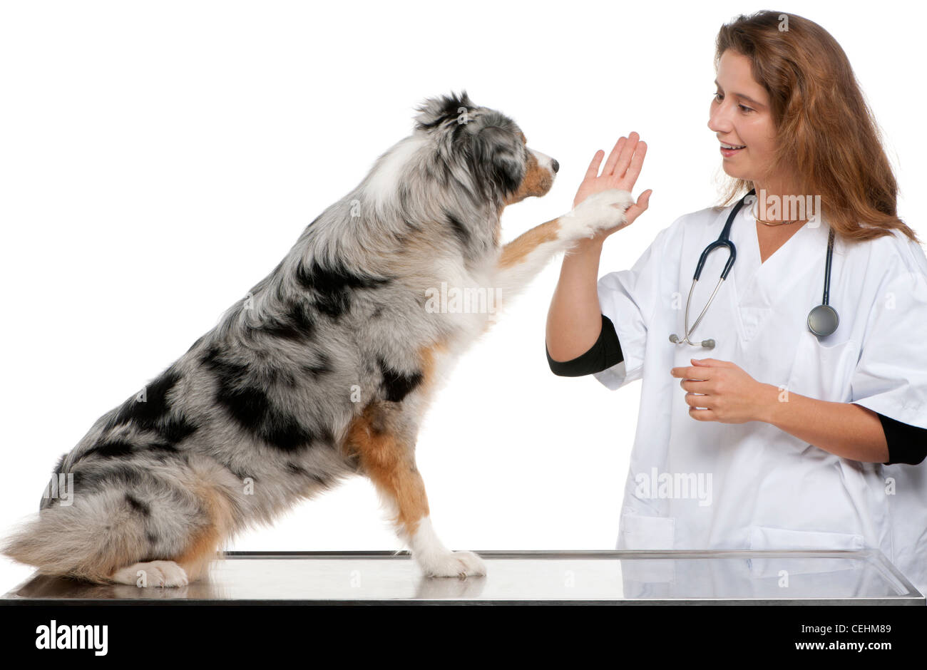 Australian Shepherd giving its paw to a vet in front of white ...
