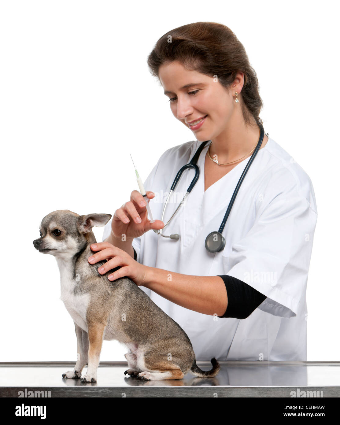 Vet giving an injection to a chihuahua in front of white background ...
