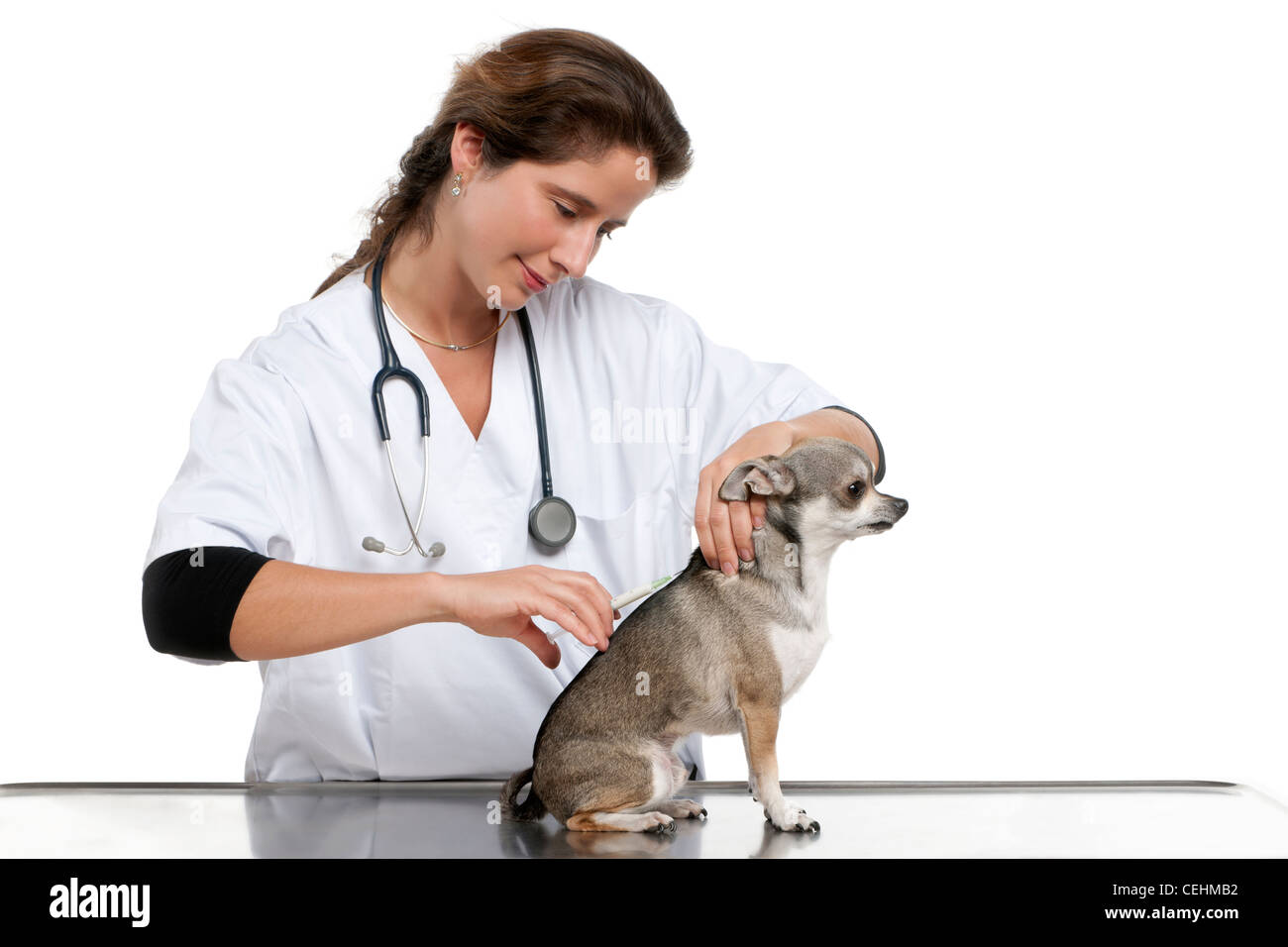 Vet giving an injection to a chihuahua in front of white background ...