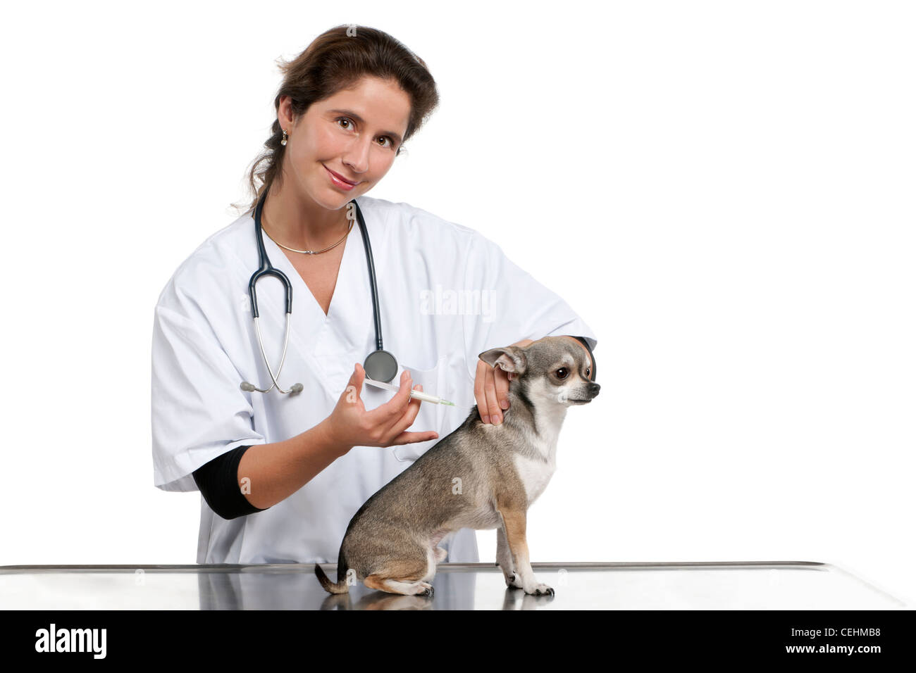 Vet giving an injection to a chihuahua in front of white background ...