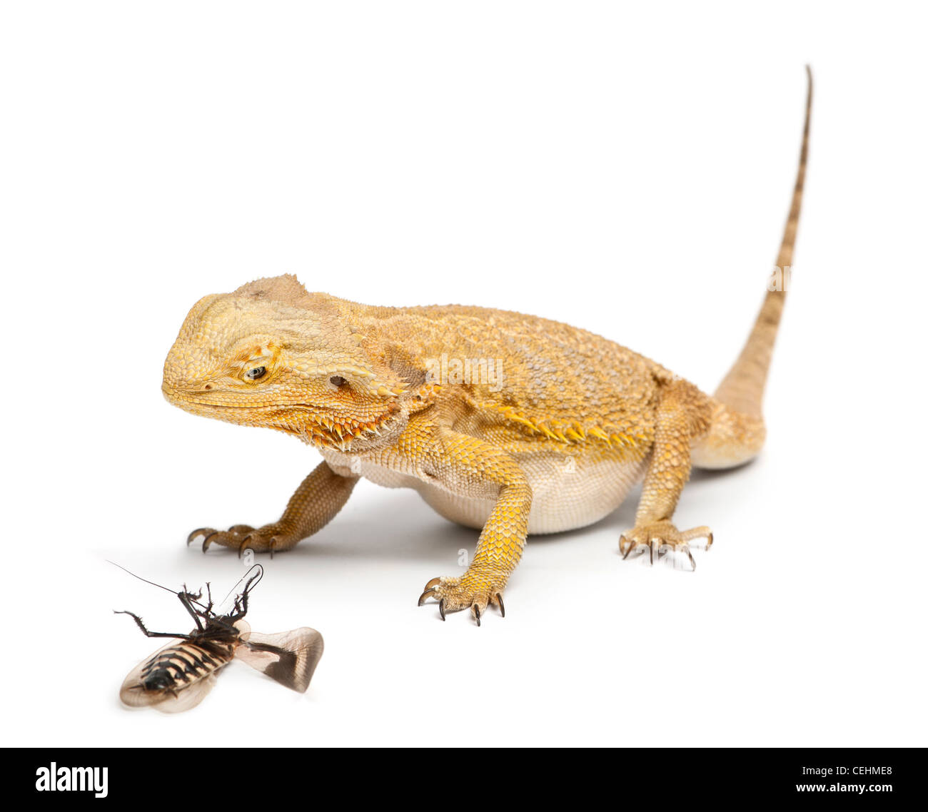 Bearded dragon hi-res stock photography and images - Alamy