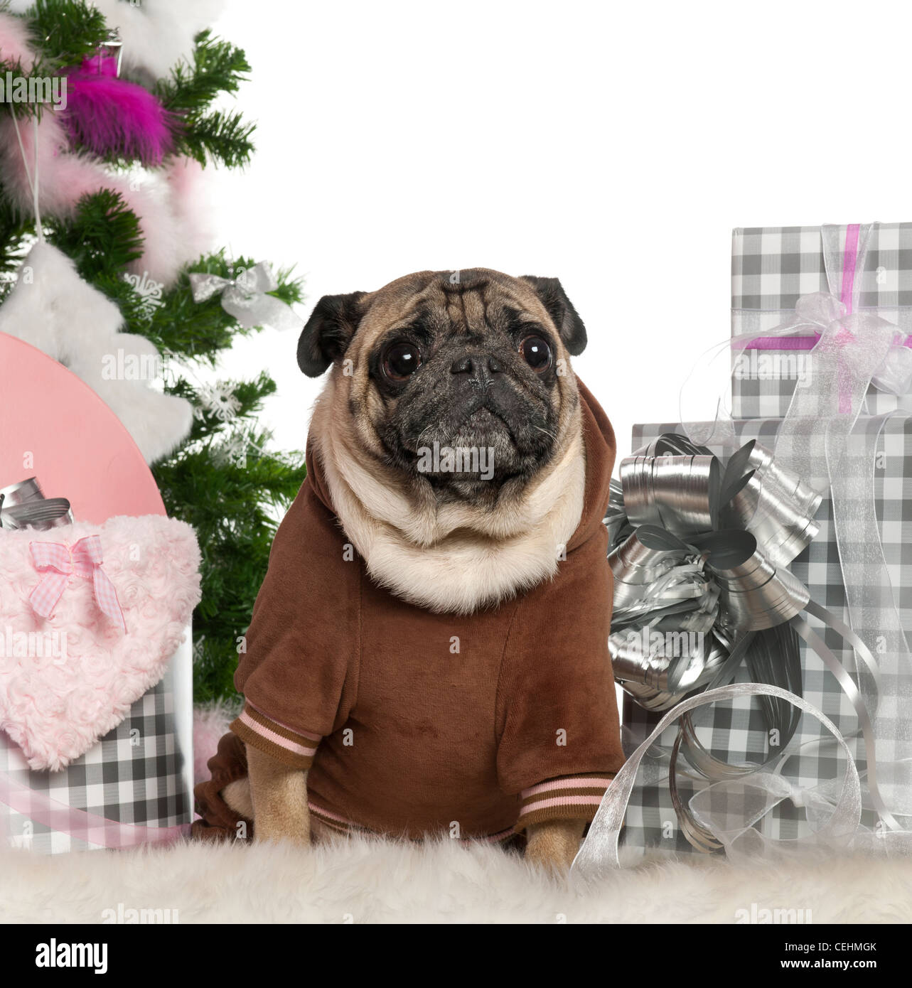 Pug, 6 years old, sitting with Christmas tree and gifts in front of ...
