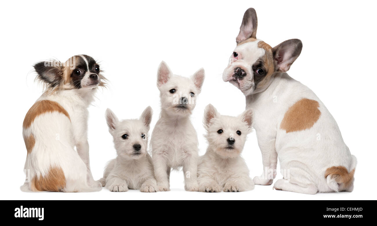 Group of dogs sitting in front of white background Stock Photo - Alamy