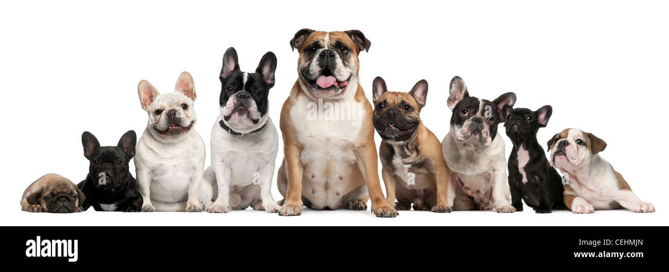 Group of Dogs (bulldog and 1 pug) sitting in front of white background ...