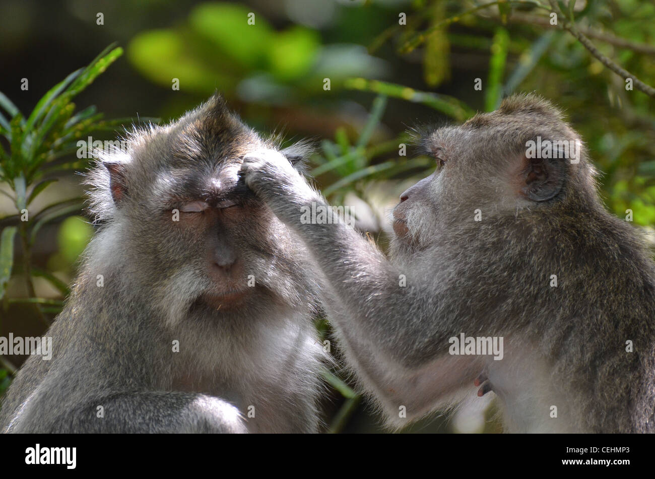Monkeys of the Macaque family in the Ubud Monkey Forest Stock Photo - Alamy
