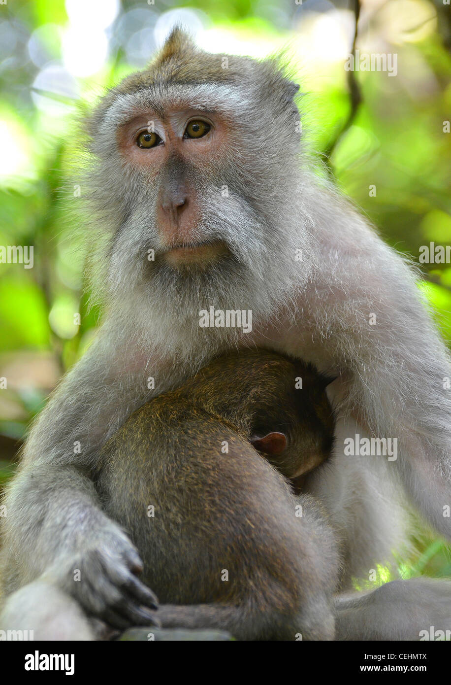 Monkeys of the Macaque family in the Ubud Monkey Forest Stock Photo - Alamy