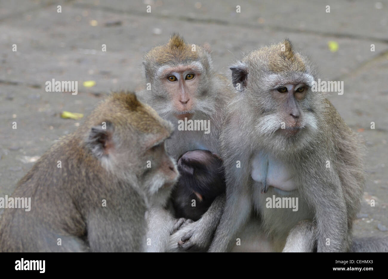 Monkeys of the Macaque family in the Ubud Monkey Forest Stock Photo - Alamy