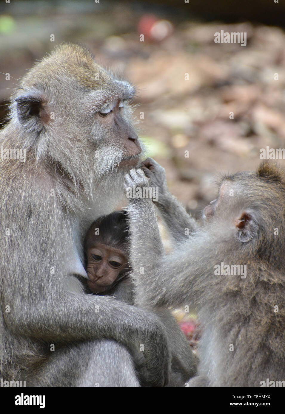 Monkeys of the Macaque family in the Ubud Monkey Forest Stock Photo - Alamy