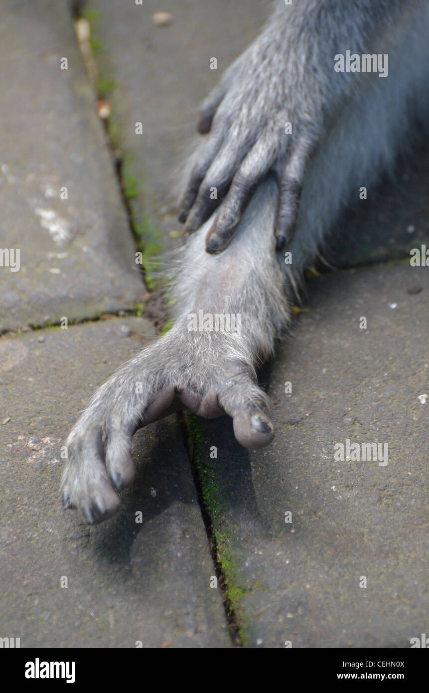Monkey paw, Macaque family in the Ubud Monkey Forest Stock Photo - Alamy