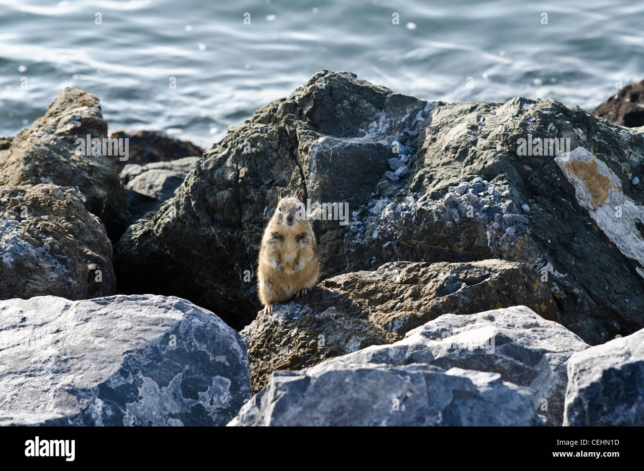 Squirrel stairs at camera from the rocky shore Stock Photo - Alamy