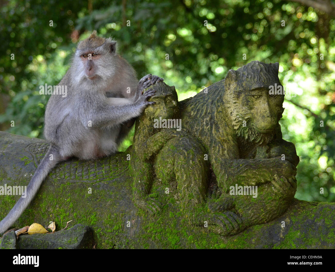 Monkeys of the Macaque family in the Ubud Monkey Forest Stock Photo - Alamy