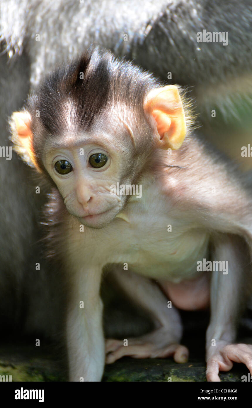 Baby Monkey, Macaque family in the Ubud Monkey Forest Stock Photo - Alamy