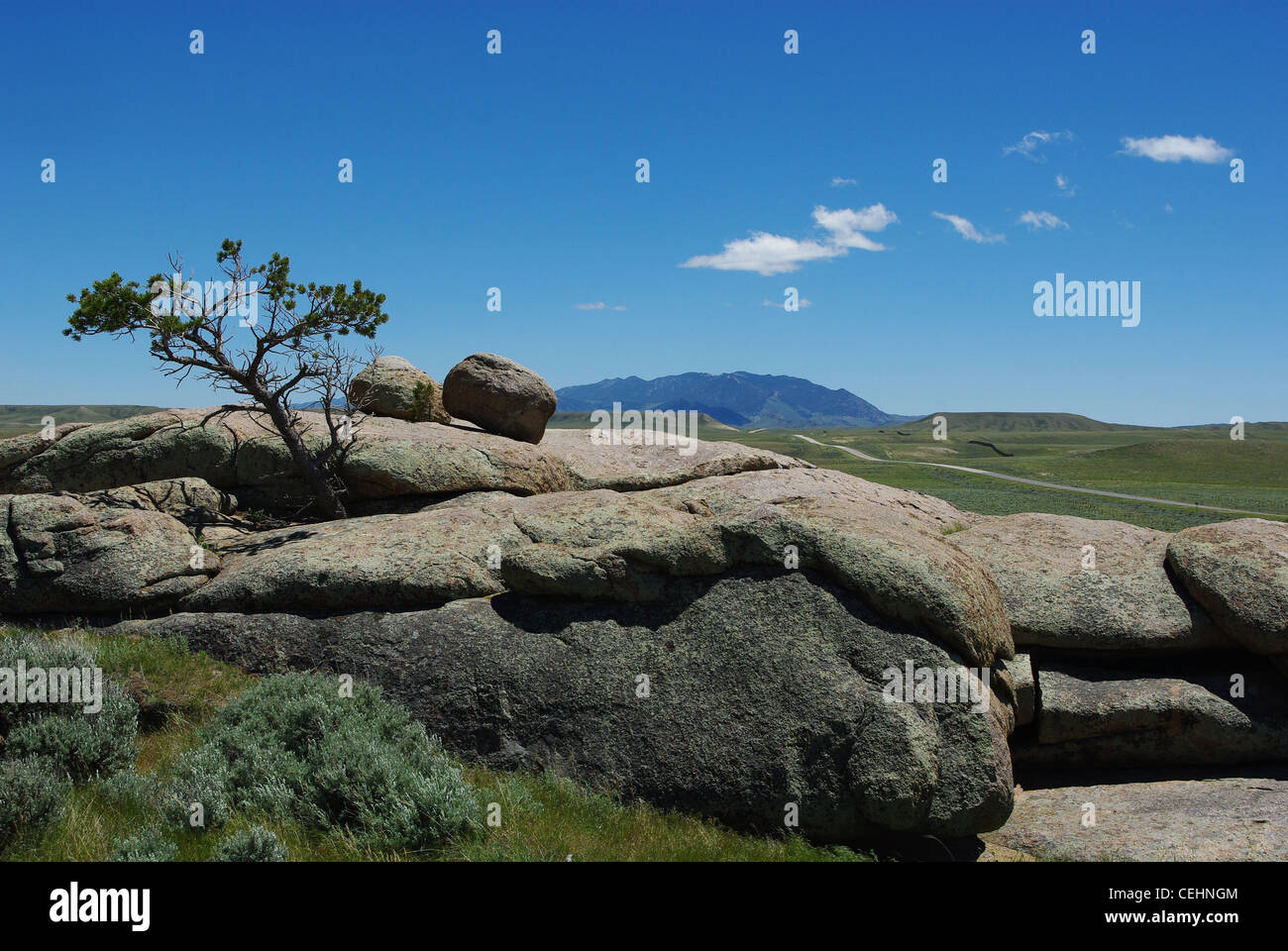 Tree growing out of rock hi-res stock photography and images - Alamy