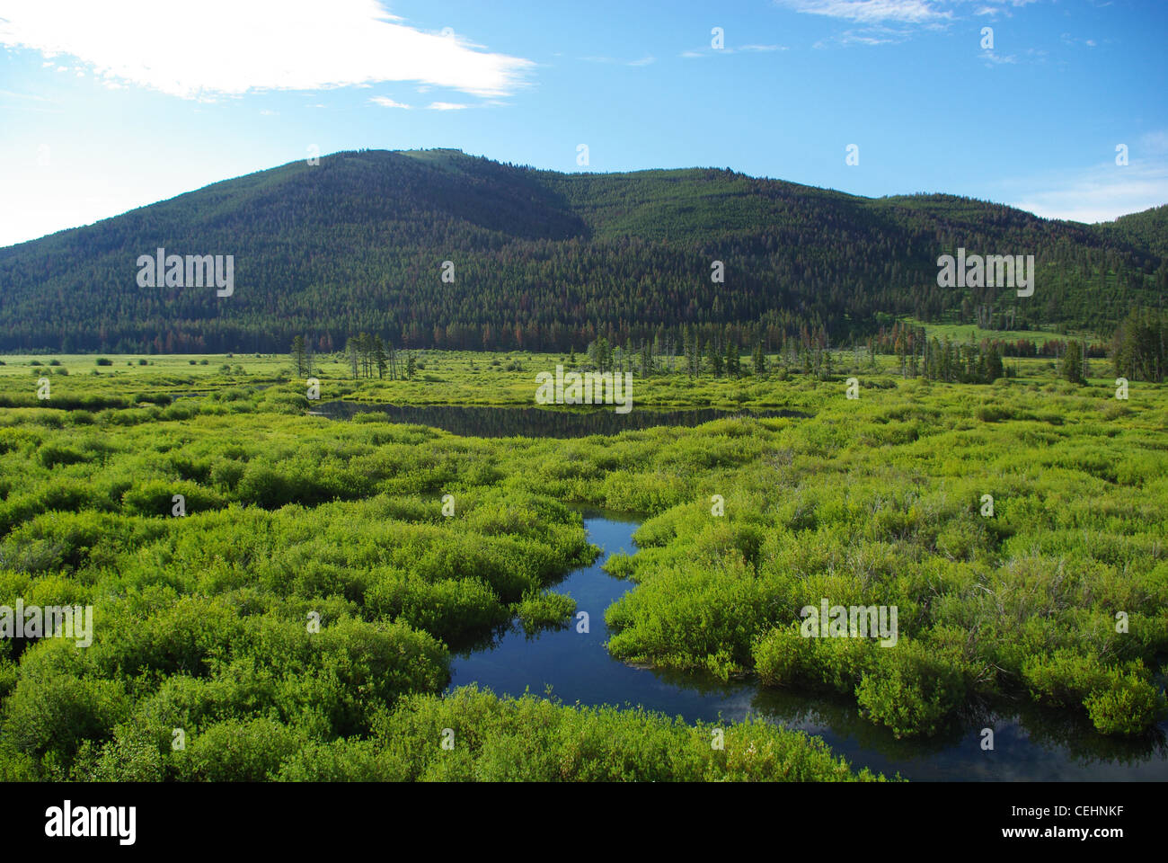 Challis salmon national forest hi-res stock photography and images - Alamy