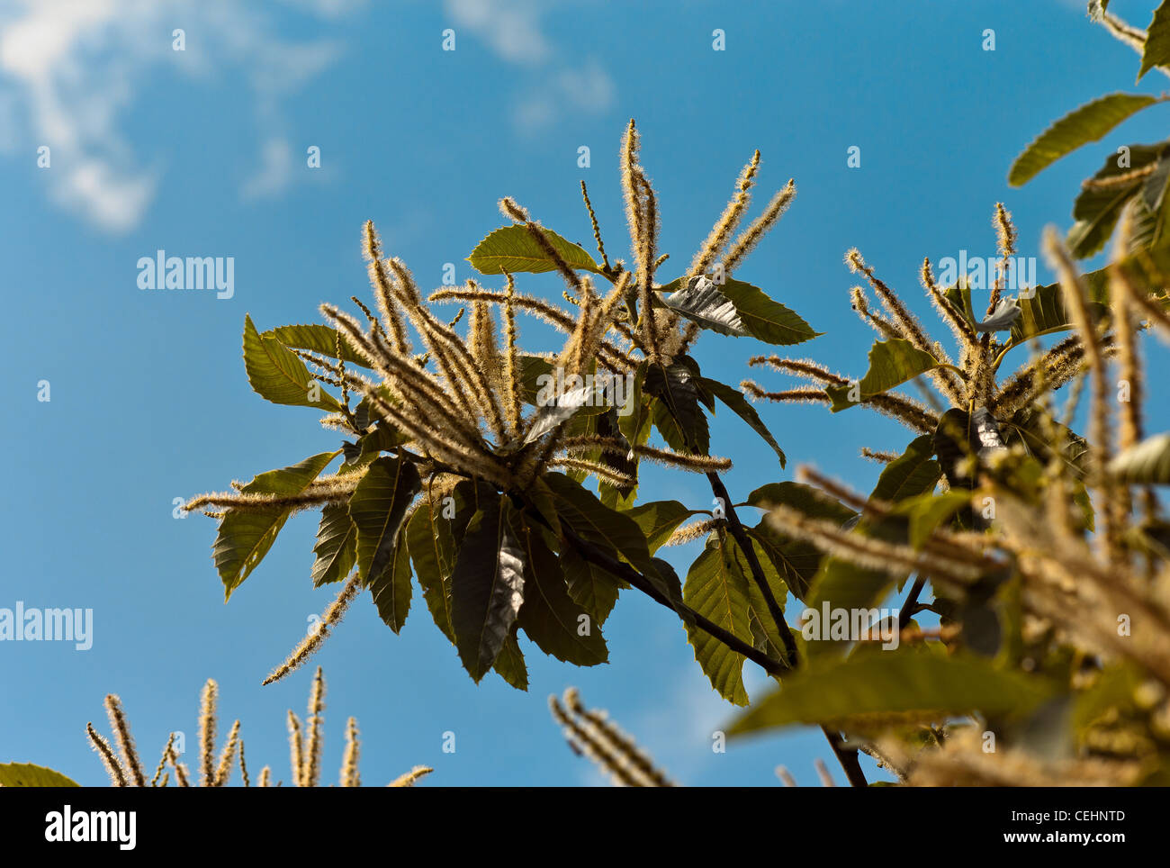 Sweet chestnut tree flowers hi-res stock photography and images - Alamy
