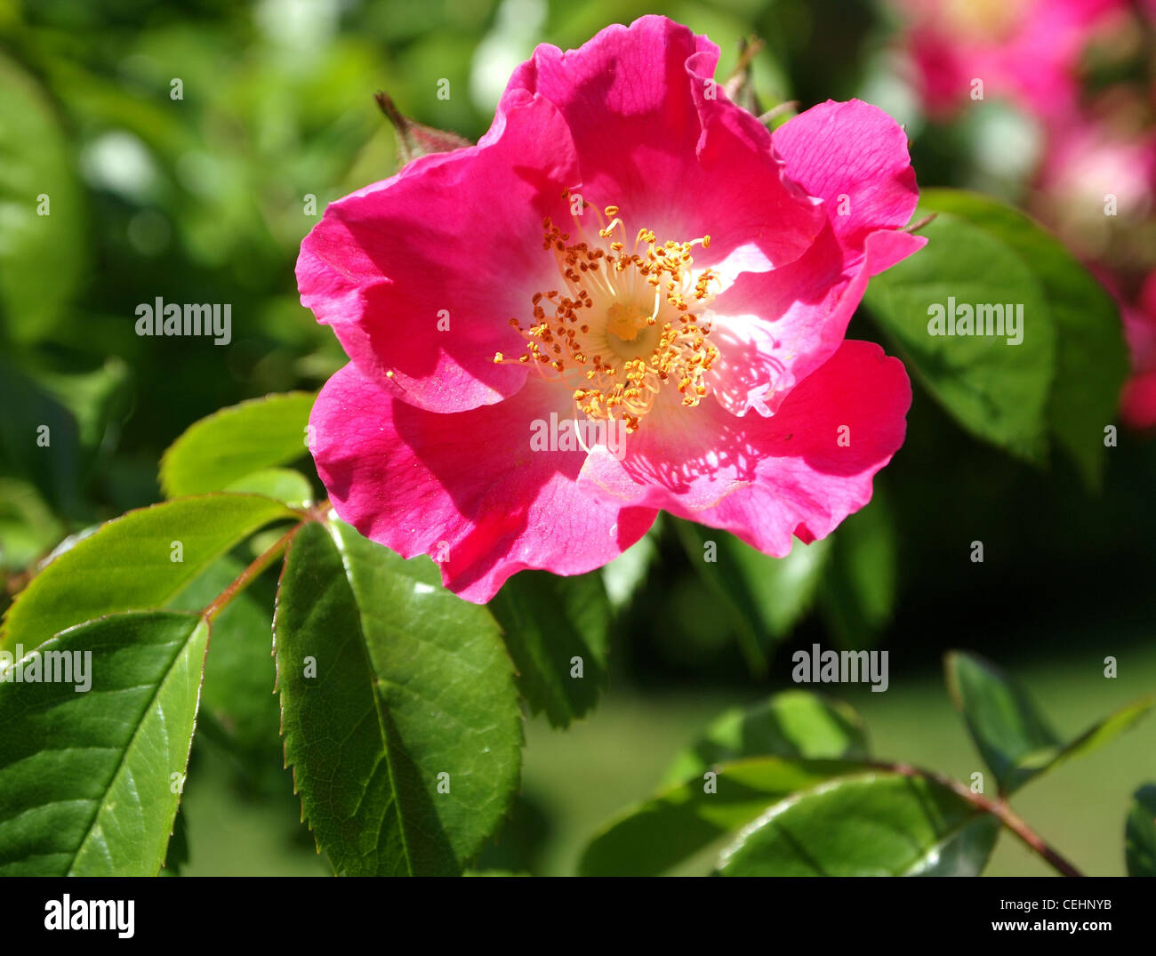 Wild rose, red Stock Photo - Alamy