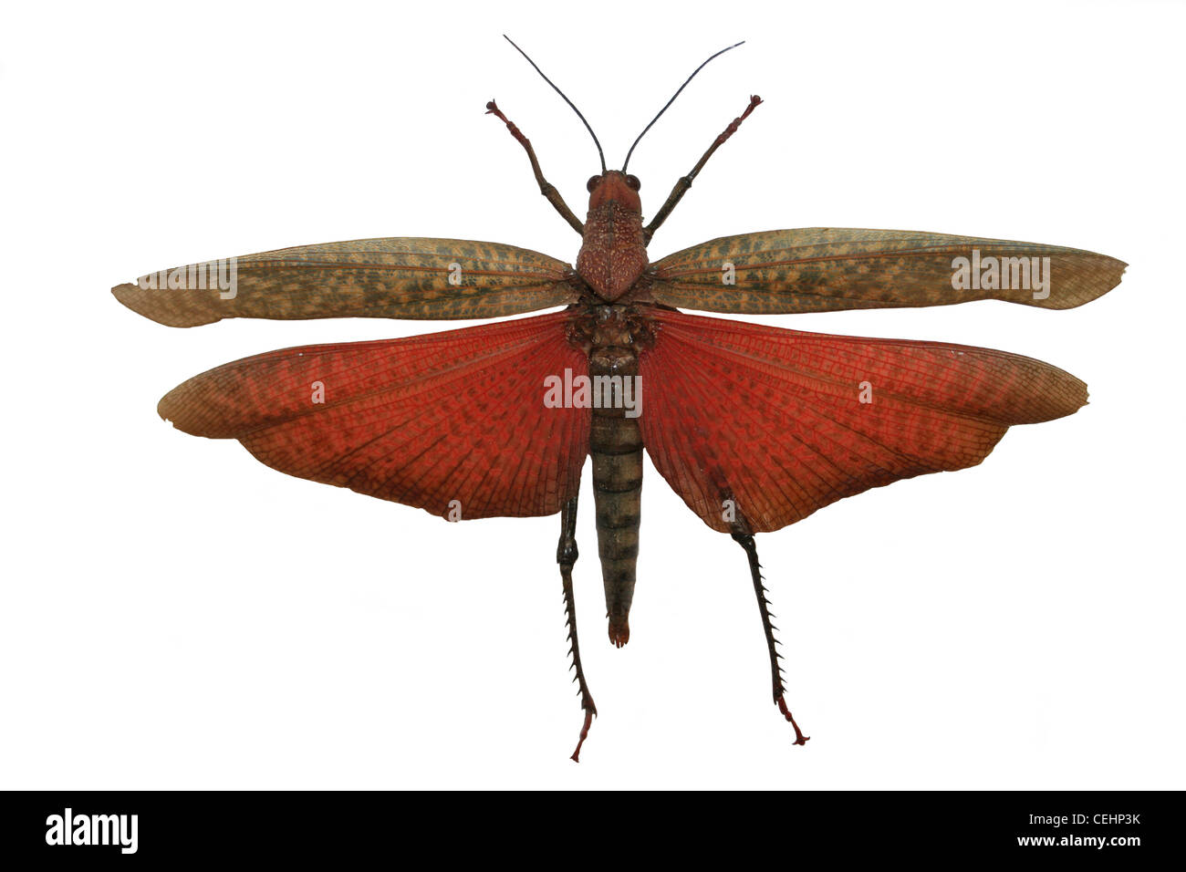 Locusts grasshoppers hi-res stock photography and images - Alamy