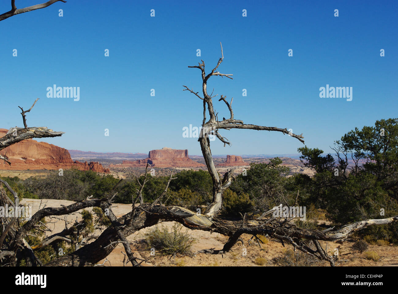 Dry tree, forest and red buttes near Canyonlands National Park, Utah ...