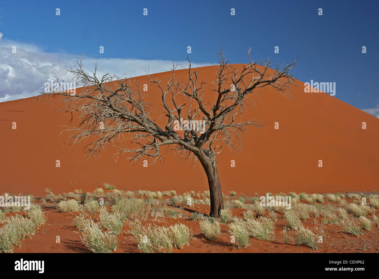 Namib wüste hi-res stock photography and images - Alamy