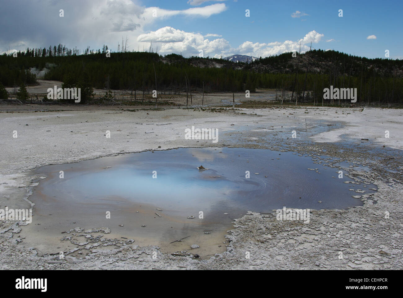 Pearl tree hi-res stock photography and images - Alamy
