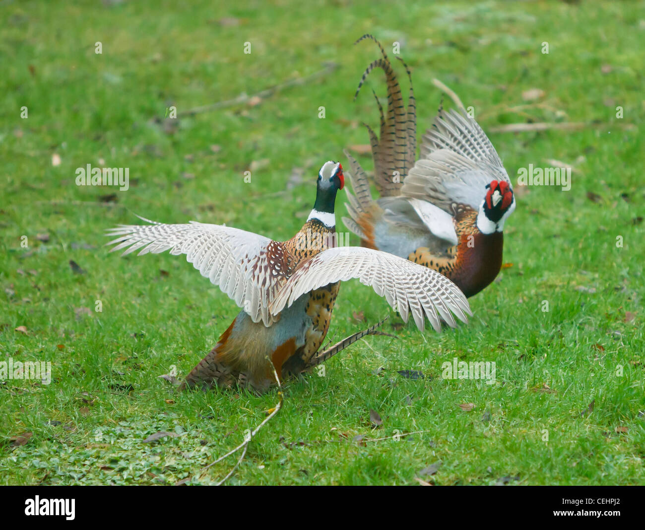 Pheasant Phasianus colchicus males fighting over territory in ...