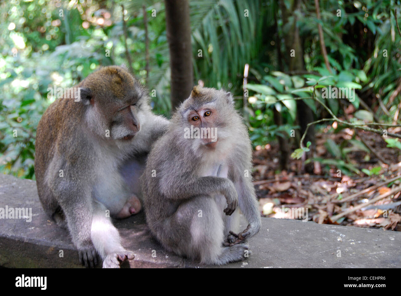 Monkeys of the Macaque family in the Ubud Monkey Forest Stock Photo - Alamy