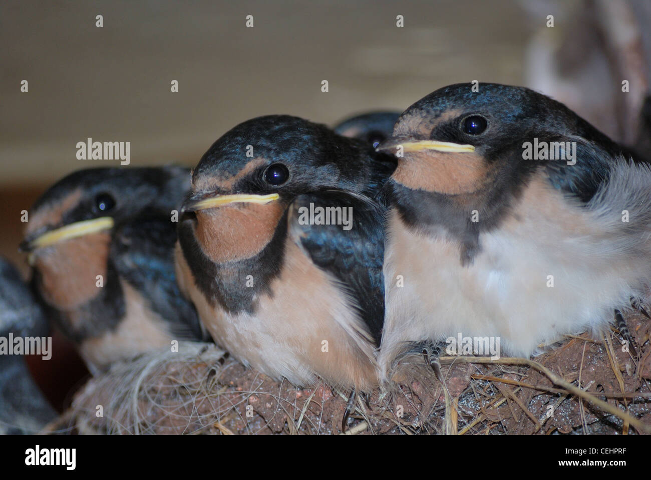 Swallow with fledglings hi-res stock photography and images - Alamy