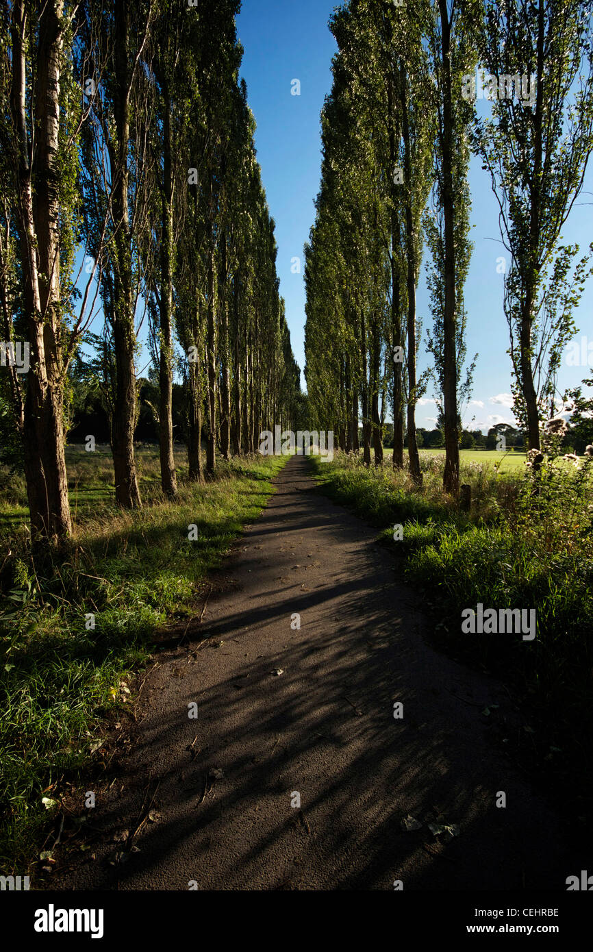 Long shadows on a path running through an avenue of Poplar Trees Stock ...
