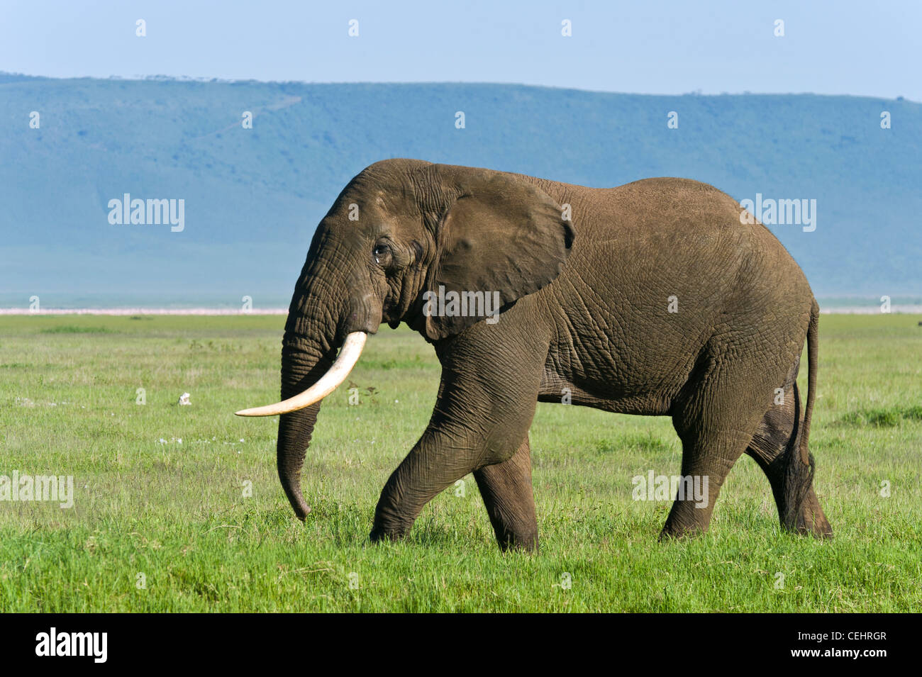 Big tusker african elephant bull hi-res stock photography and images ...