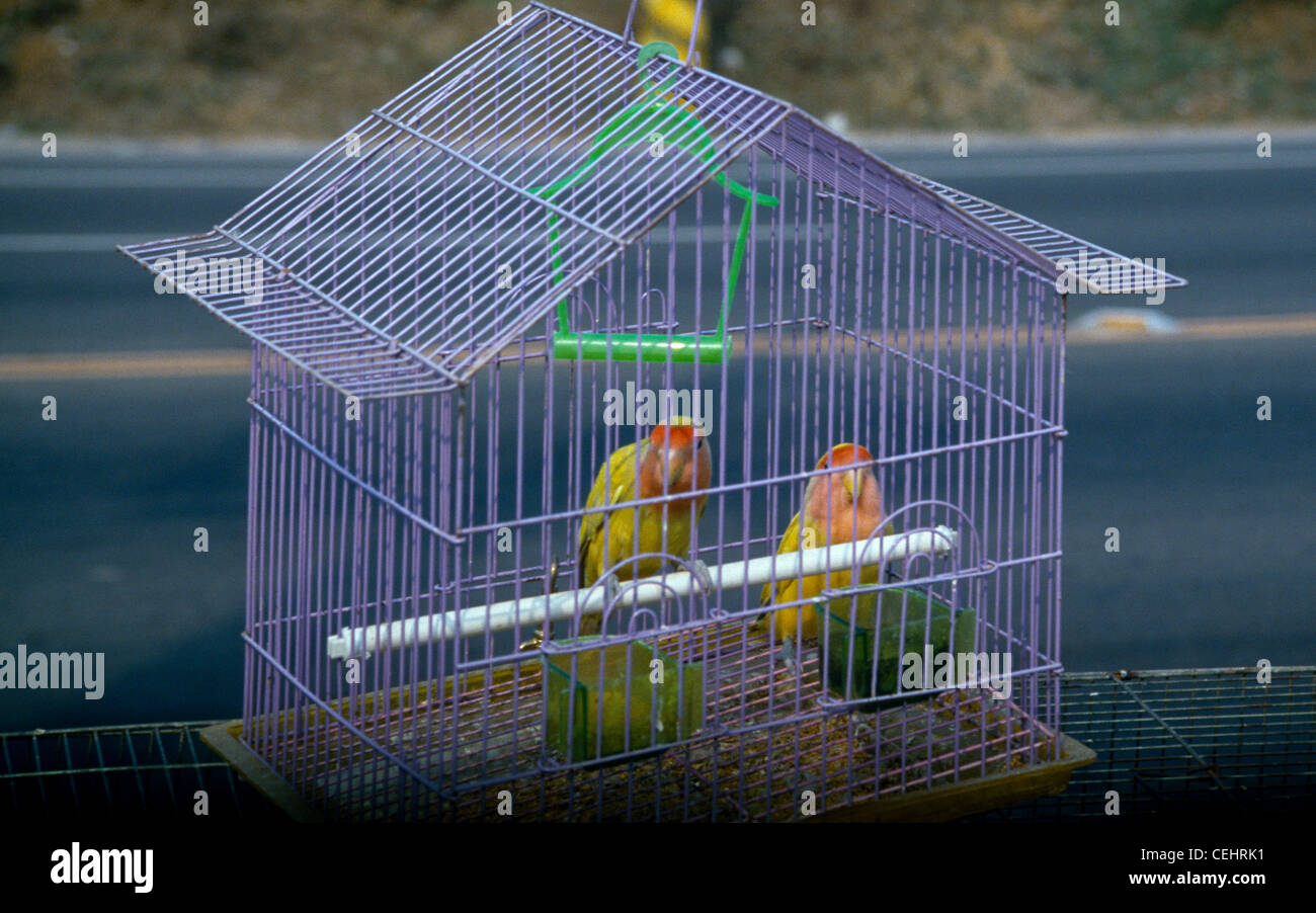 Taipei Taiwan Bird Market Birds In A Cage Stock Photo - Alamy