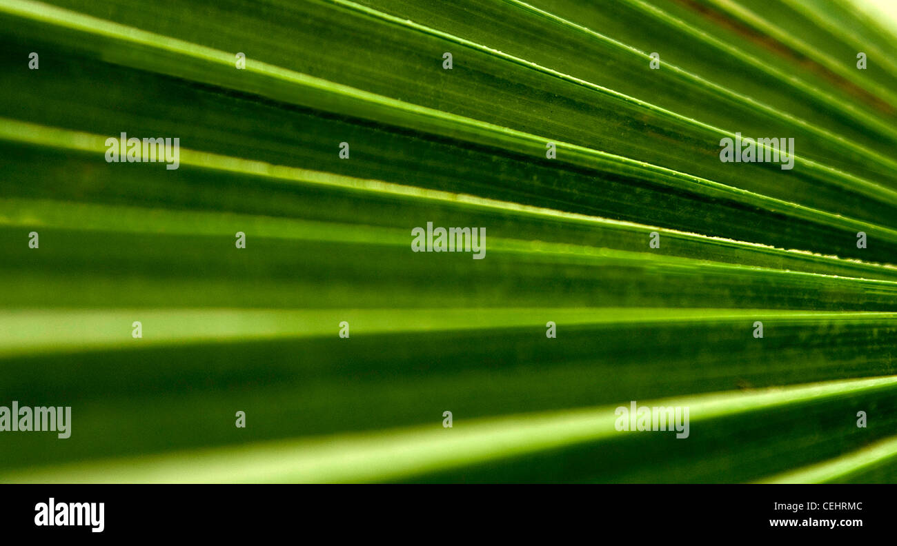 Straight lines leaves hi-res stock photography and images - Alamy