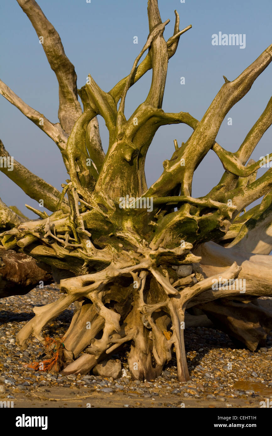 Dead Tree Roots On Beach High Resolution Stock Photography and Images ...