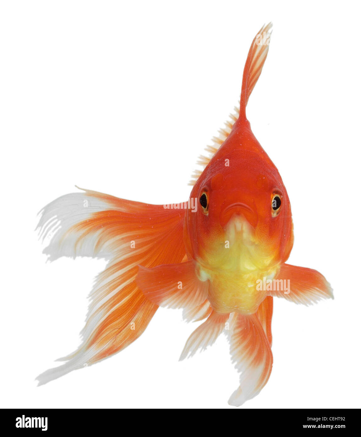 Prize Goldfish High Resolution Stock Photography and Images - Alamy
