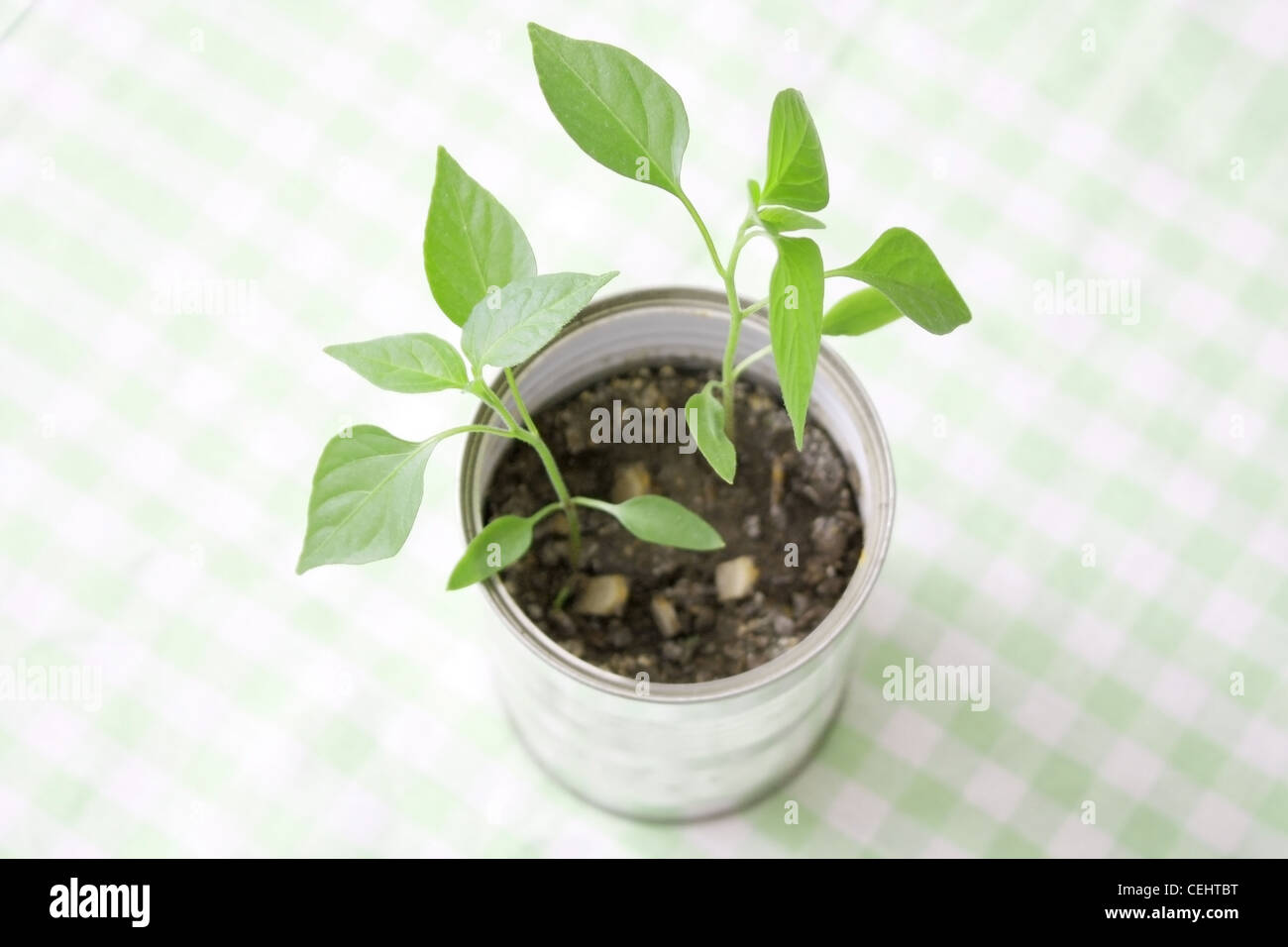 Can plant pot hi-res stock photography and images - Alamy
