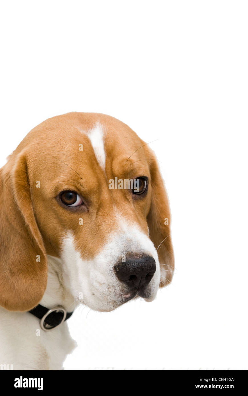 Beagle nose hi-res stock photography and images - Alamy