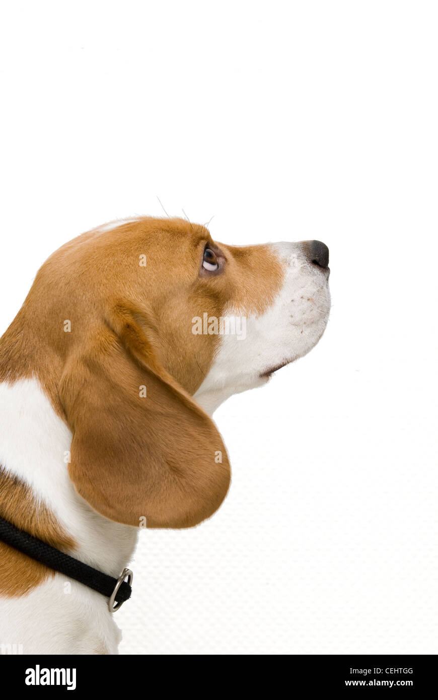 Beagle nose hi-res stock photography and images - Alamy