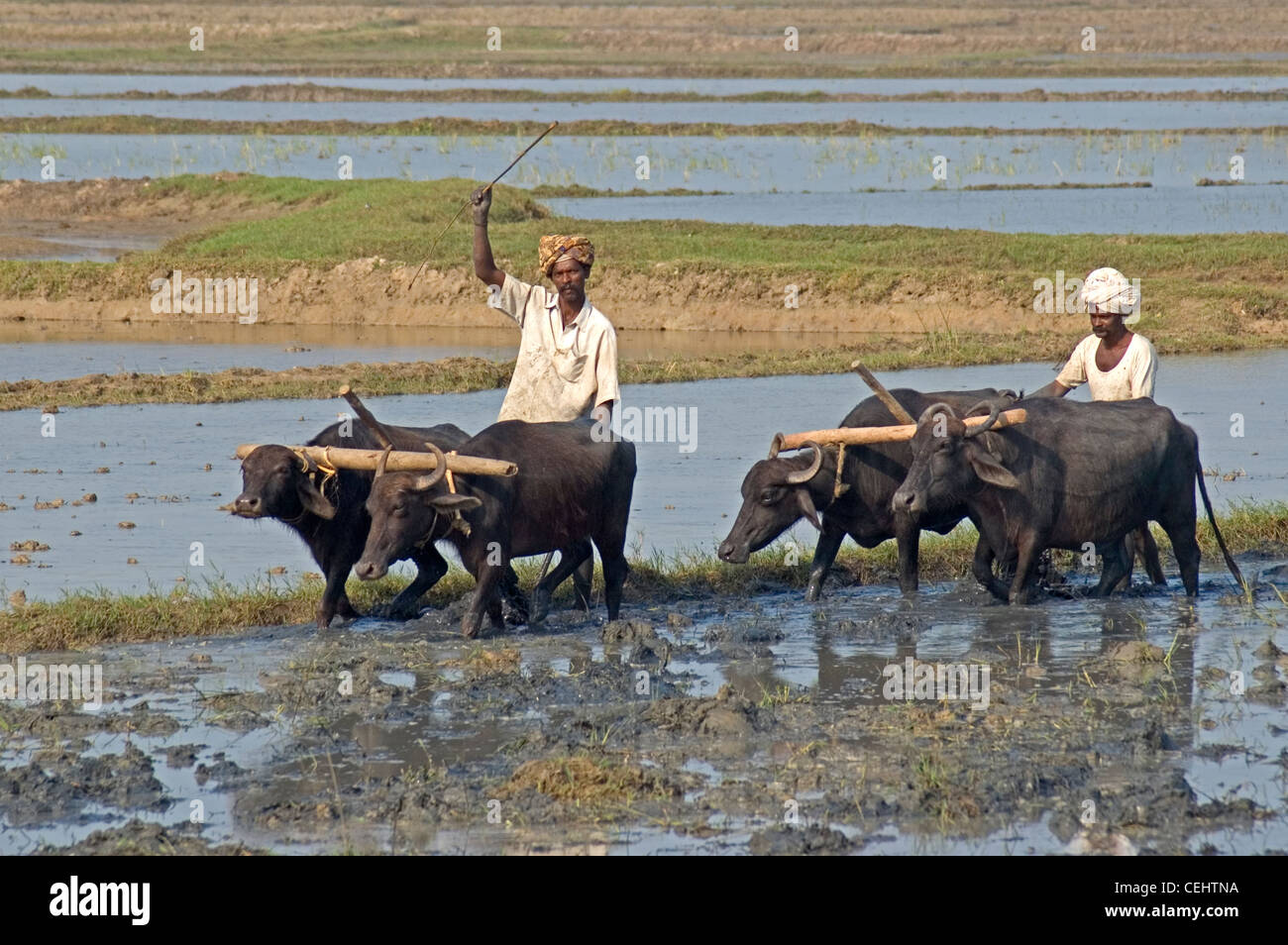 Indian Ploughing Fields Buffalo High Resolution Stock Photography and ...